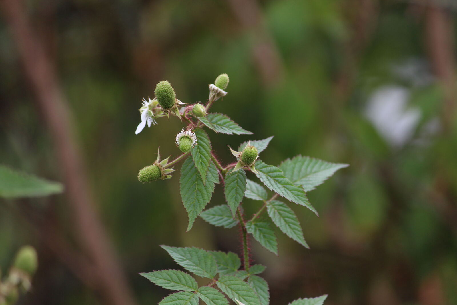 Rubus sumatranus Miq. | Plants of the World Online | Kew Science