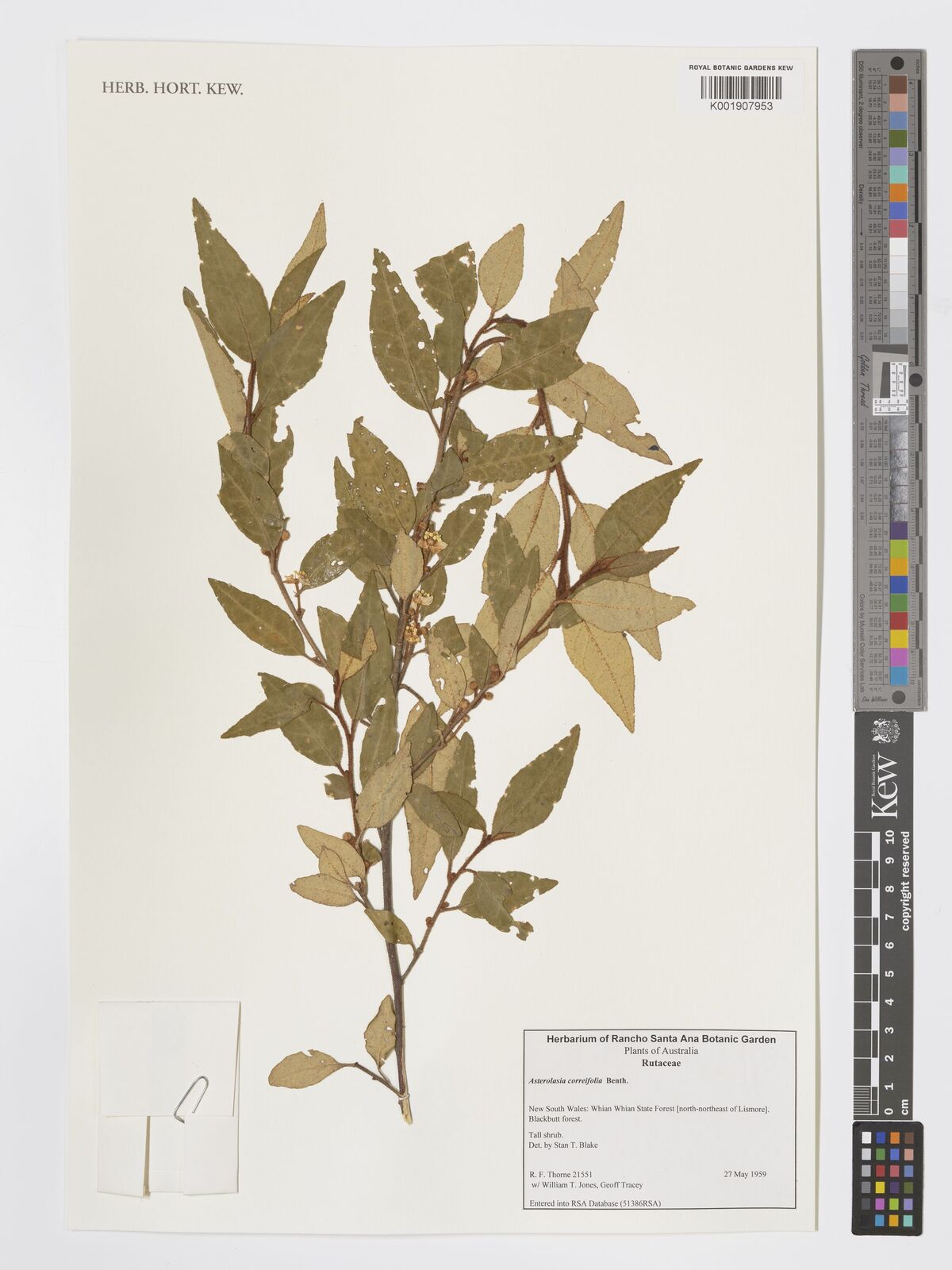 Asterolasia correifolia (A.Juss.) Benth. | Plants of the World Online ...