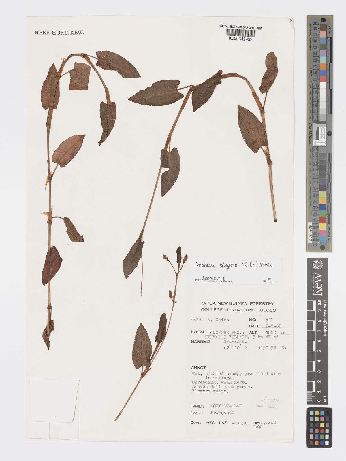 Persicaria strigosa (R.Br.) H.Gross | Plants of the World Online | Kew ...