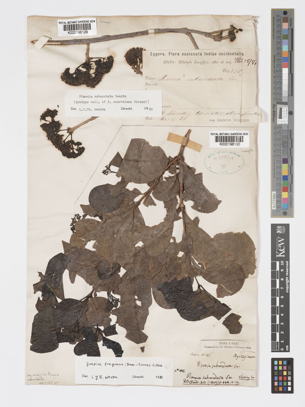 Guapira fragrans (Dum.Cours.) Little | Plants of the World Online | Kew ...