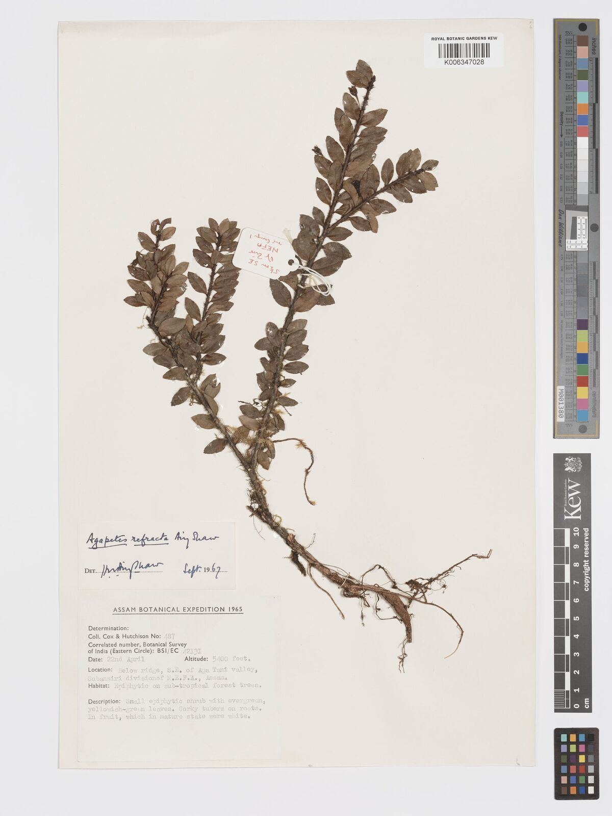 Agapetes refracta Airy Shaw | Plants of the World Online | Kew Science