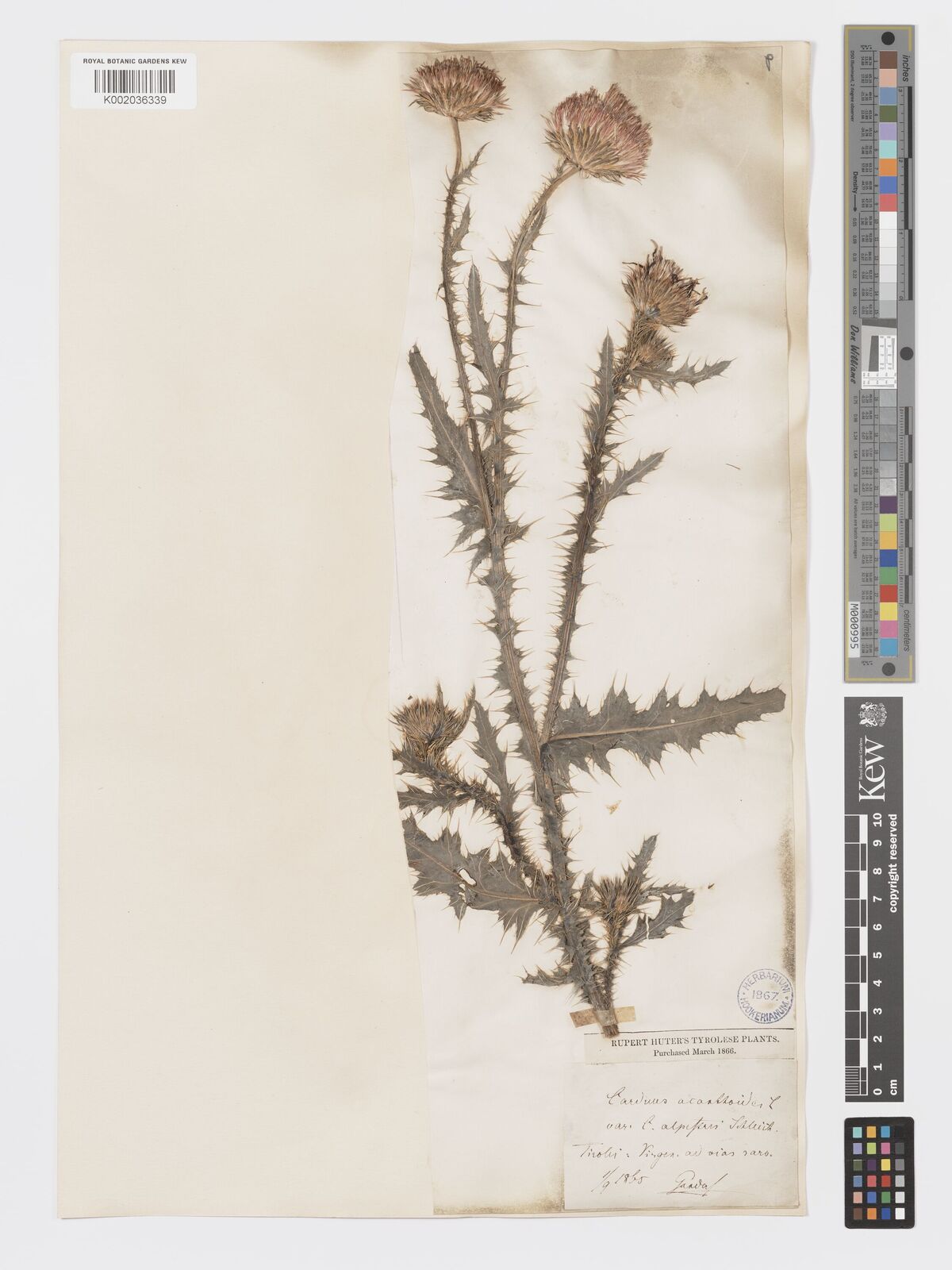 Carduus defloratus subsp. rhaeticus (DC.) Murr | Plants of the World ...