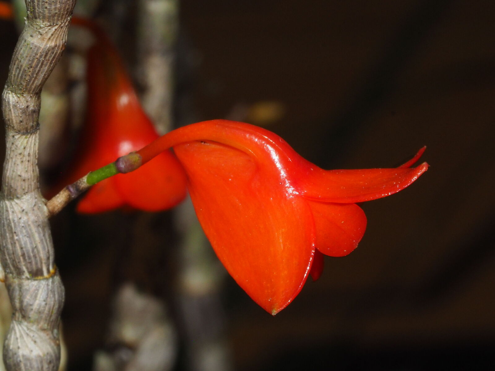 Dendrobium jacobsonii J.J.Sm. | Plants of the World Online | Kew Science