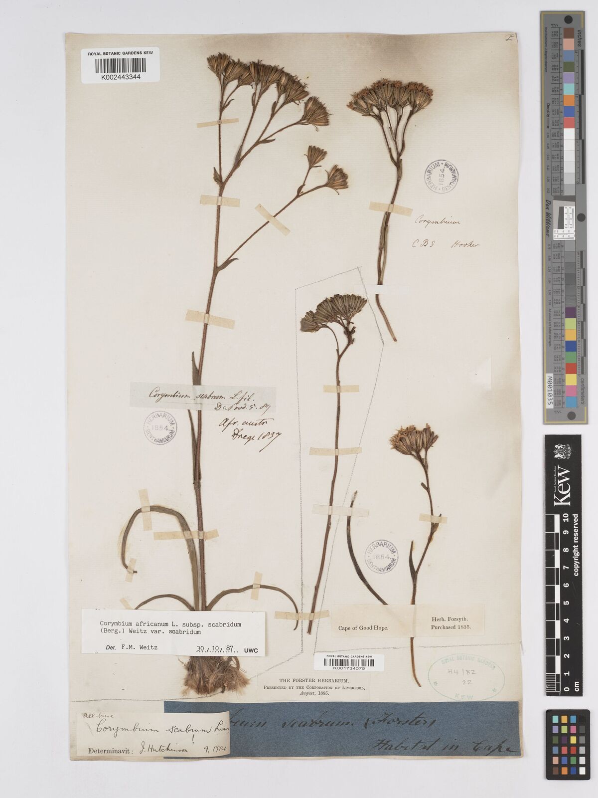 Corymbium Gronov. | Plants of the World Online | Kew Science