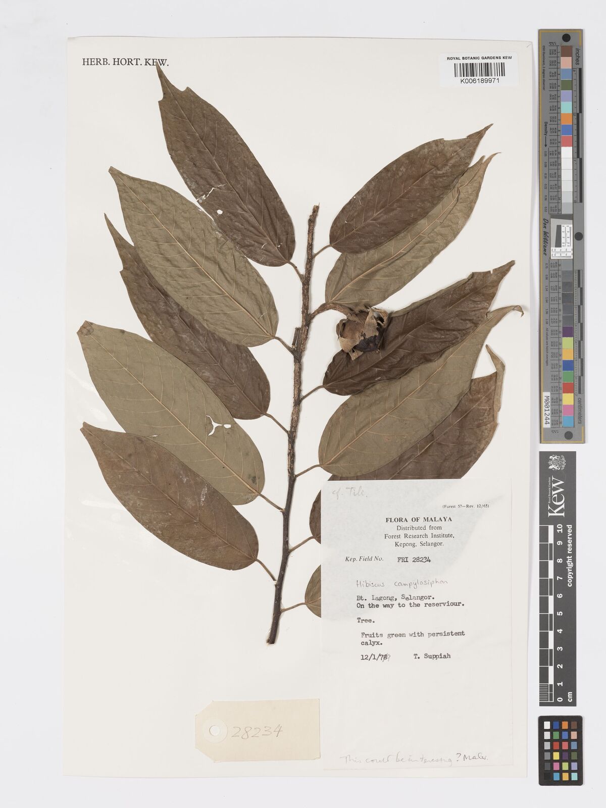 Bombycidendron campylosiphon (Turcz.) Warb. | Plants of the World ...