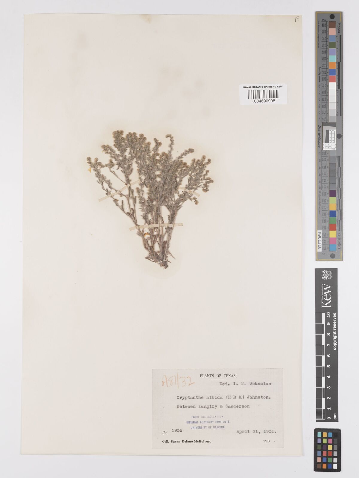 Johnstonella albida (Kunth) M.E.Mabry & M.G.Simpson | Plants of the ...