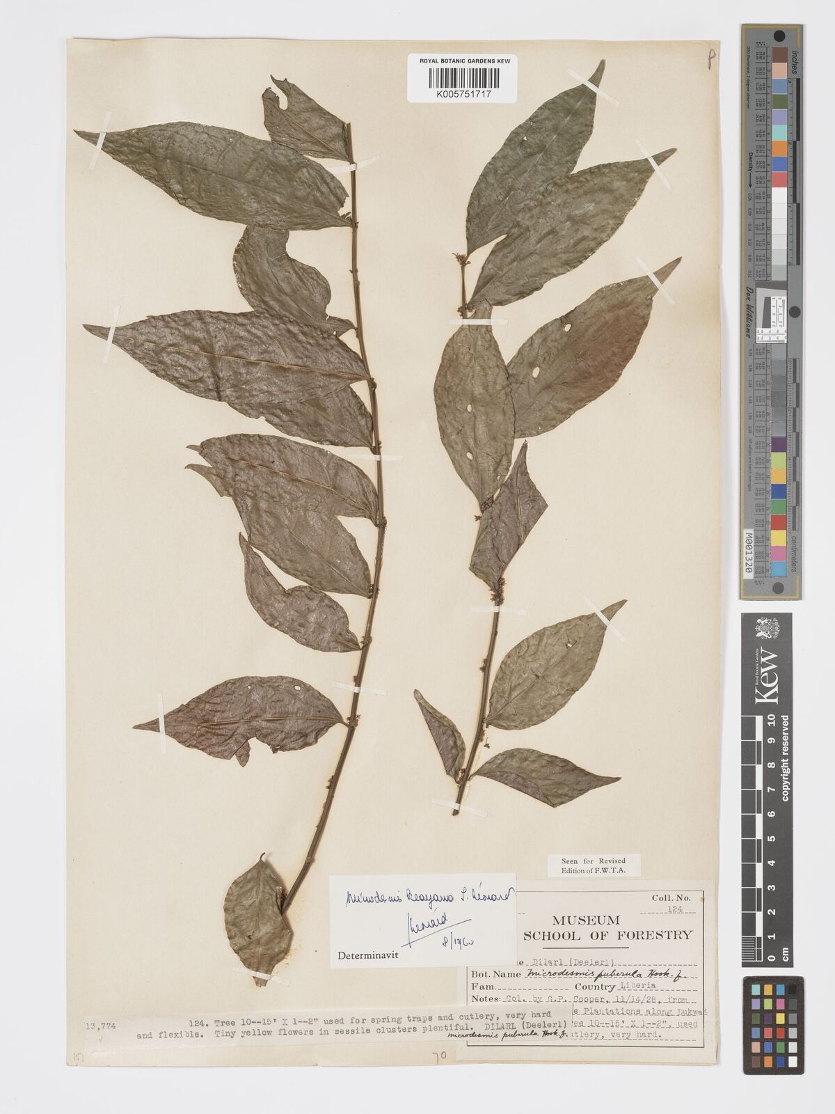 Microdesmis keayana J.Léonard | Plants of the World Online | Kew Science