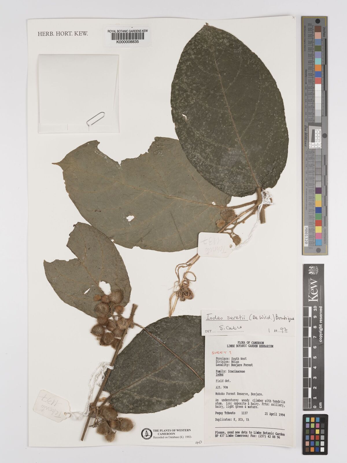 Iodes seretii (De Wild.) Boutique | Plants of the World Online | Kew ...