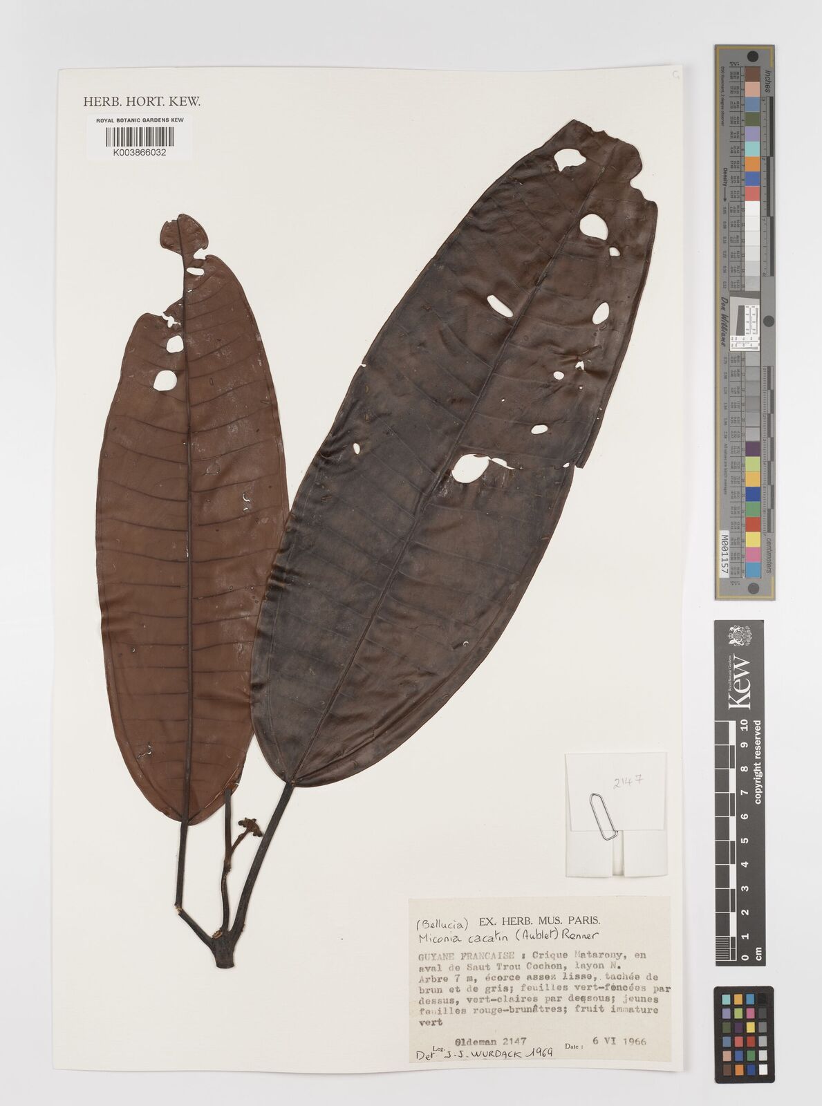 Miconia cacatin (Aubl.) S.S.Renner | Plants of the World Online | Kew ...