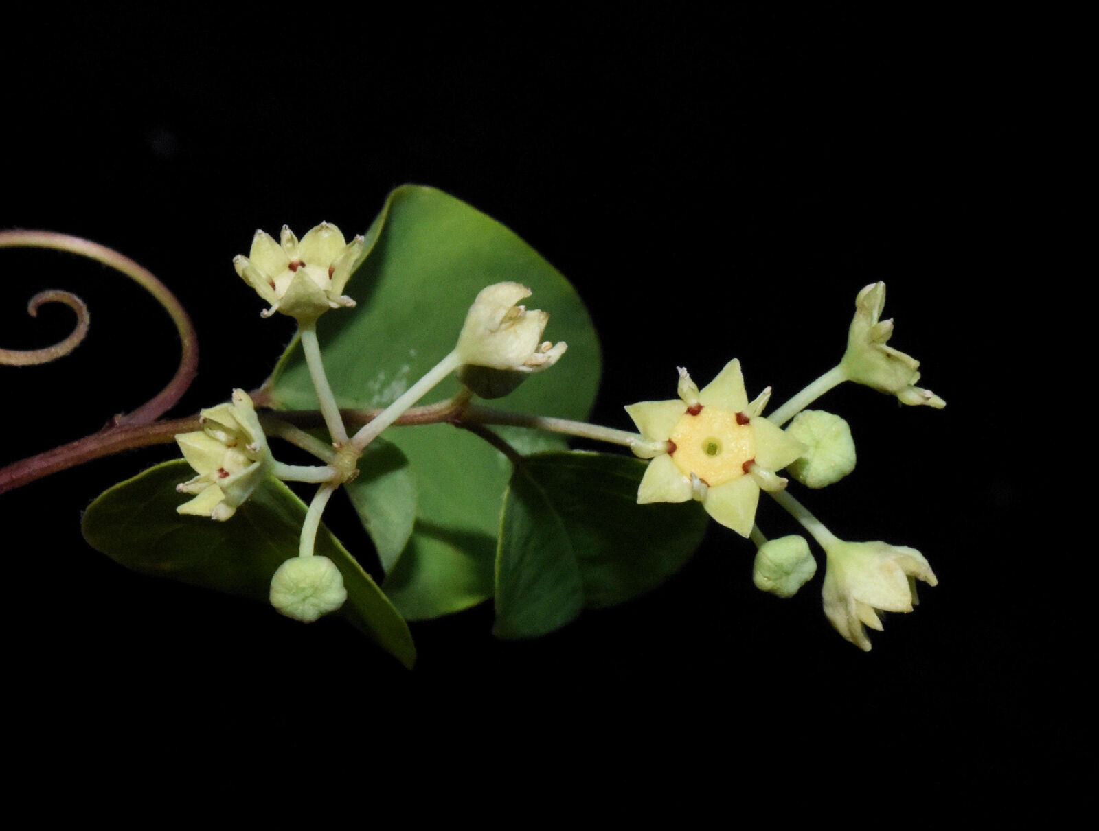 Helinus E.Mey. ex Endl. | Plants of the World Online | Kew Science