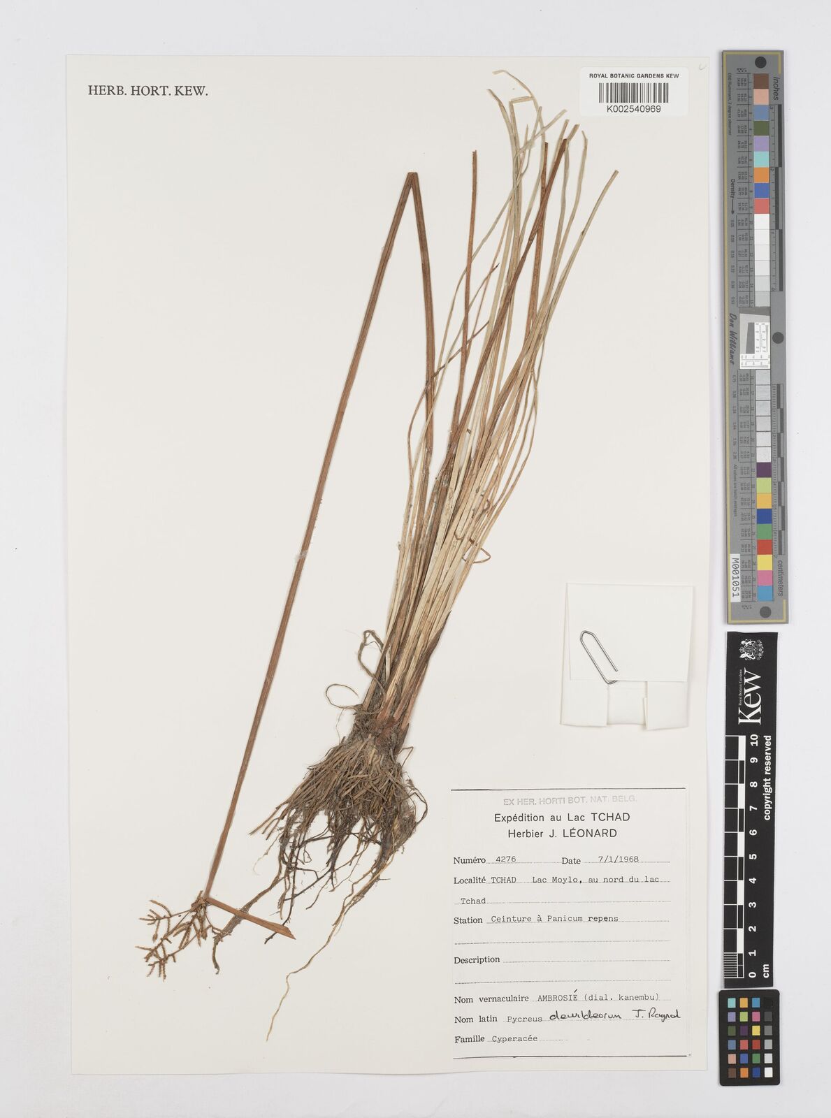 Cyperus xantholepis (Nelmes) Lye | Plants of the World Online | Kew Science