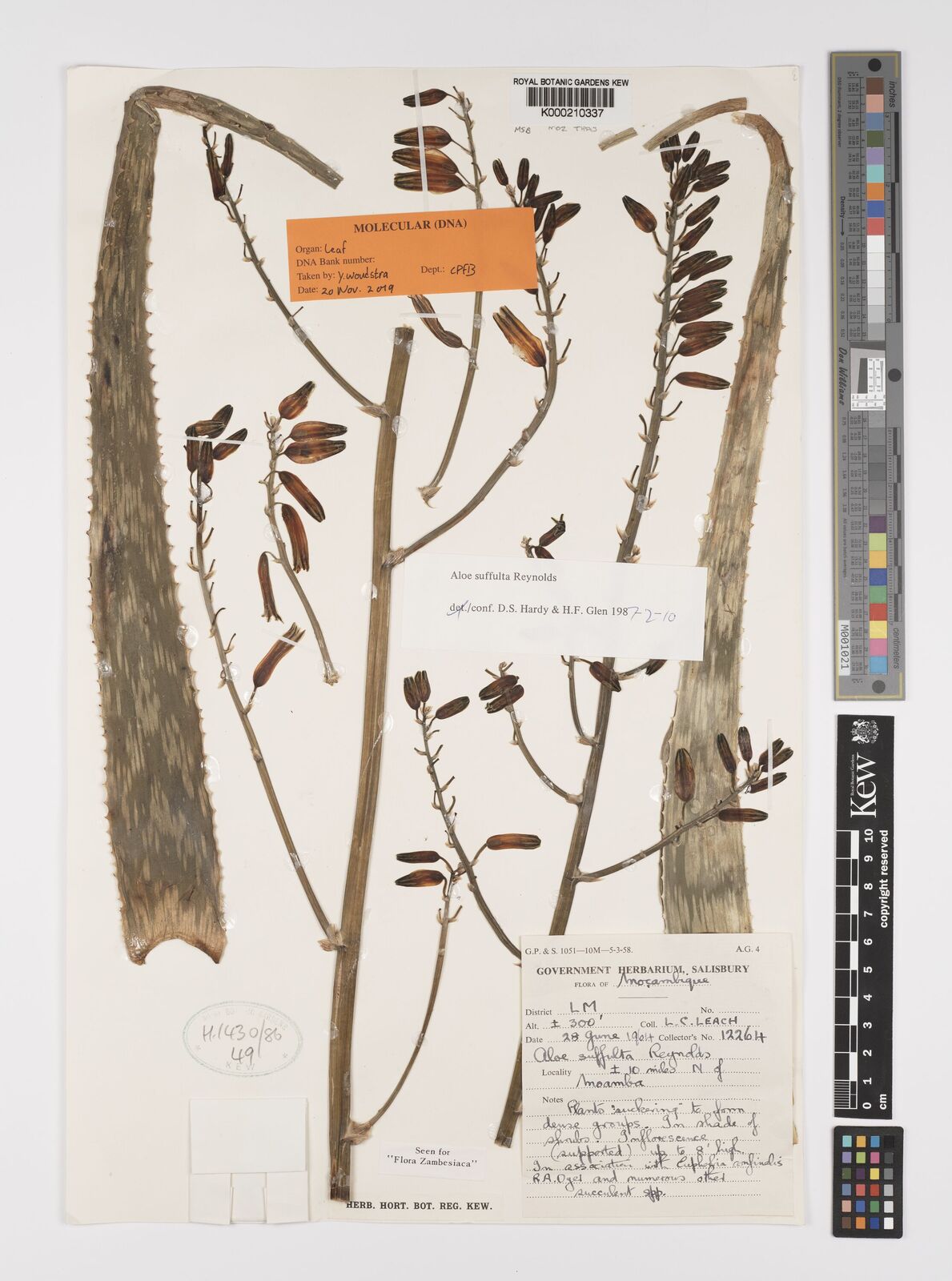 Aloe suffulta Reynolds | Plants of the World Online | Kew Science