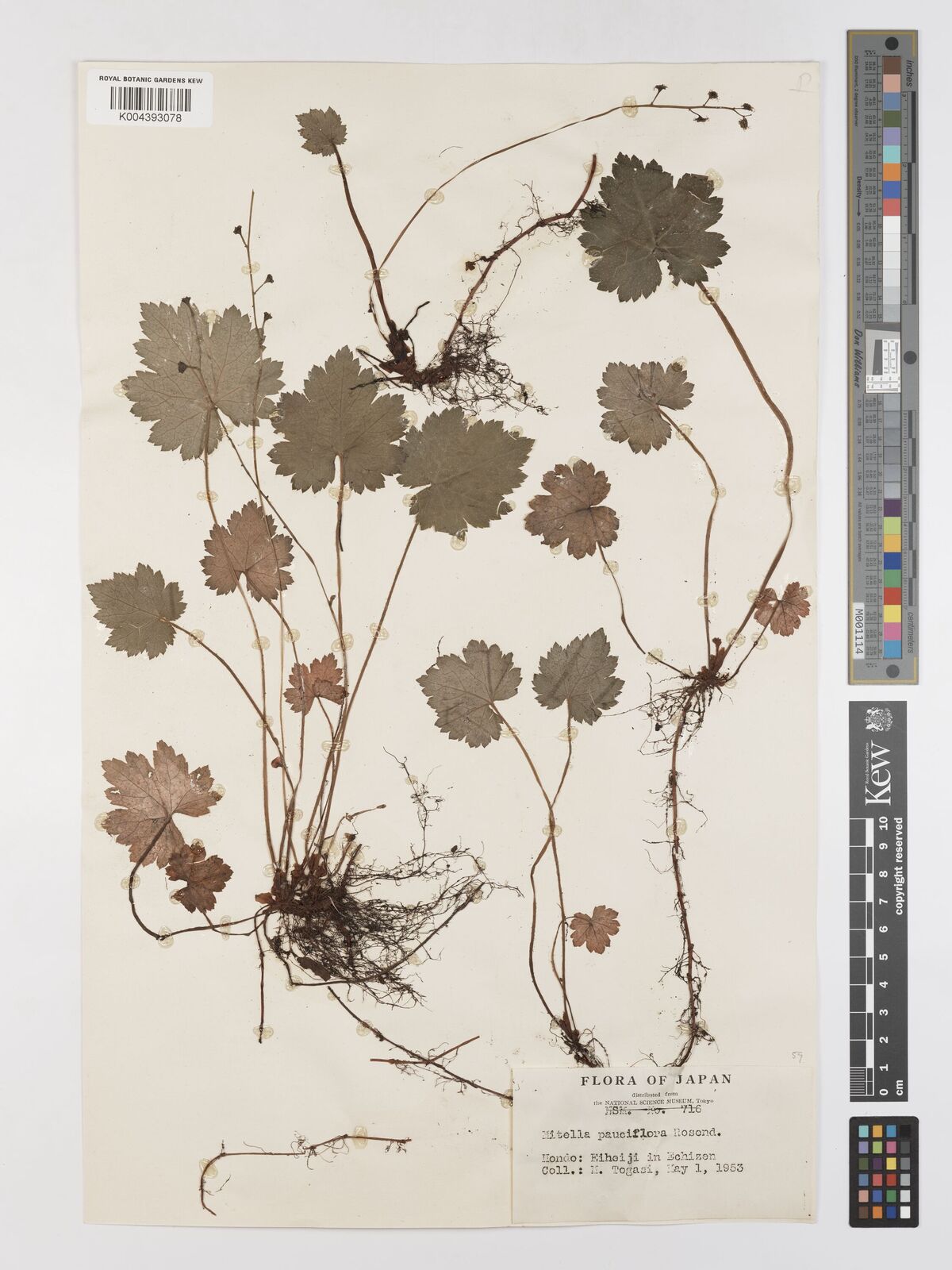 Asimitellaria pauciflora (Rosend.) R.A.Folk & Y.Okuyama | Plants of the ...