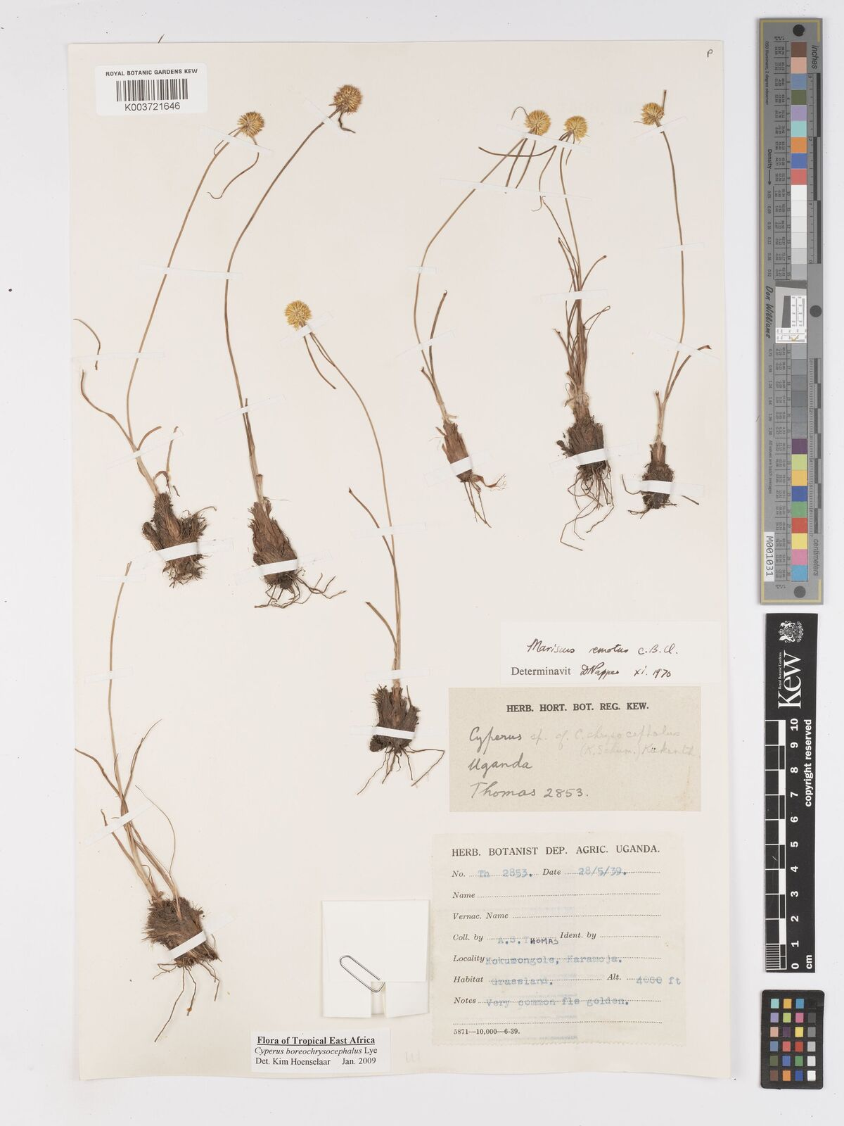 Cyperus boreochrysocephalus Lye | Plants of the World Online | Kew Science