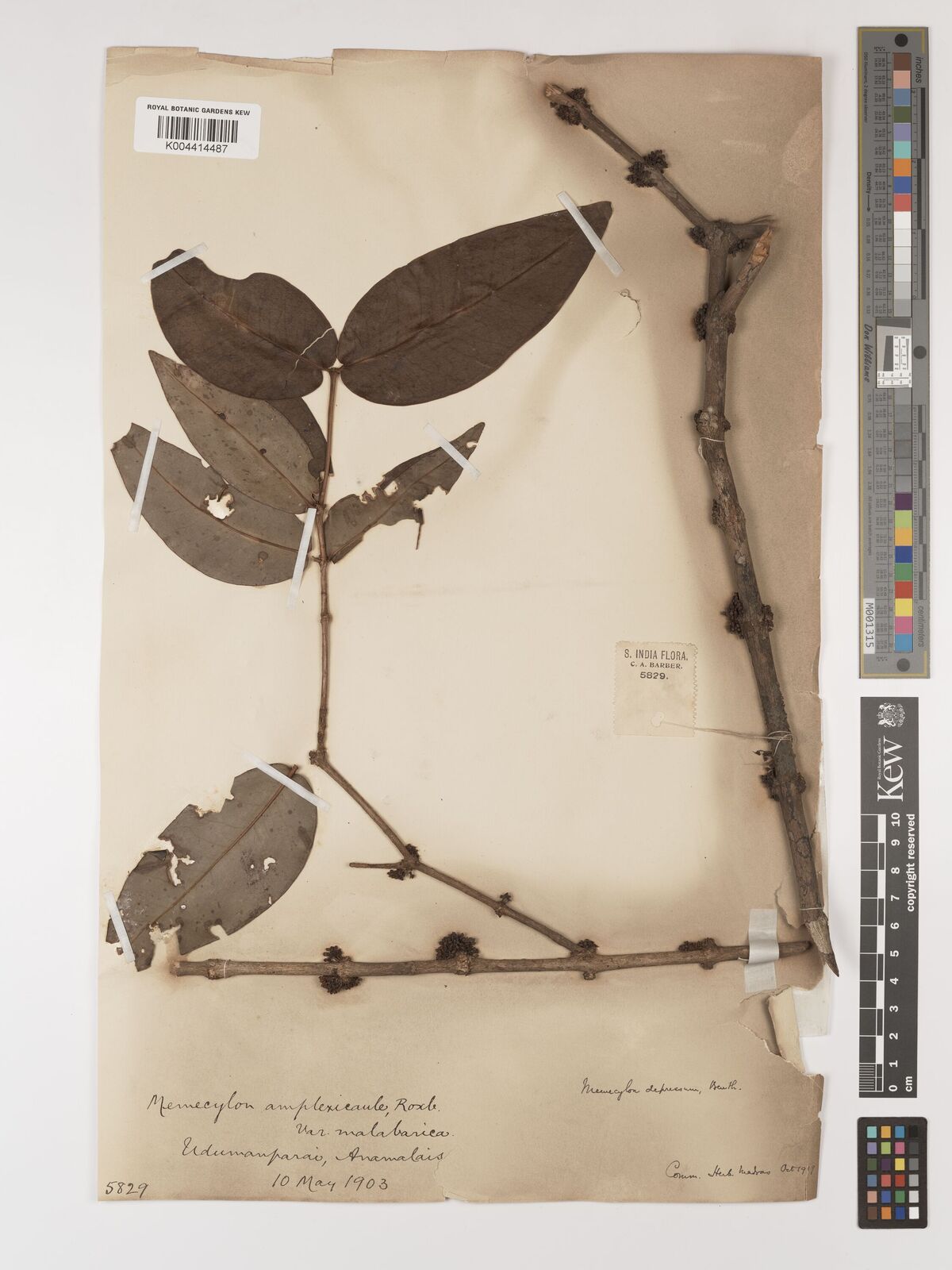 Memecylon sessile Benth. ex Wight & Arn. | Plants of the World Online ...