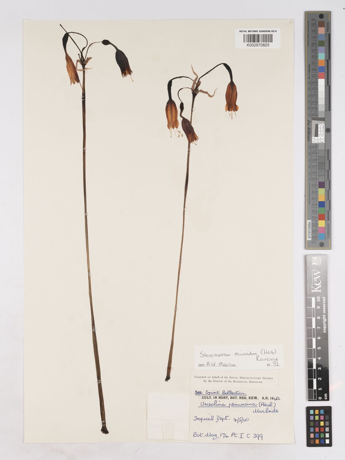 Paramongaia mirabile (Ravenna) Meerow | Plants of the World Online ...