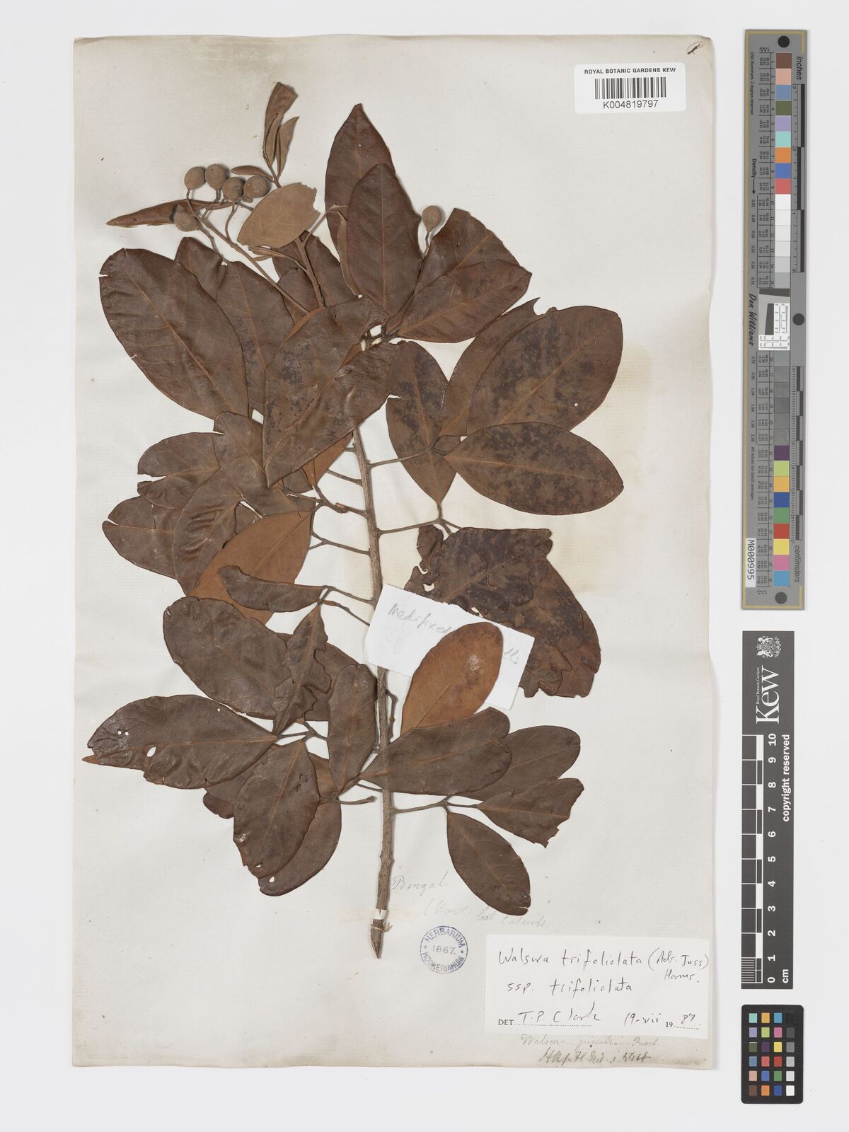 Walsura trifoliolata subsp. trifoliolata | Plants of the World Online ...