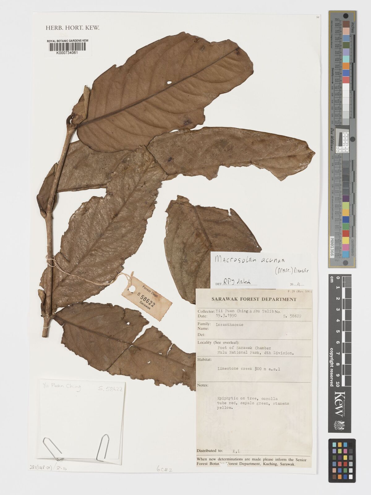 Macrosolen acunae (Merr.) Danser | Plants of the World Online | Kew Science