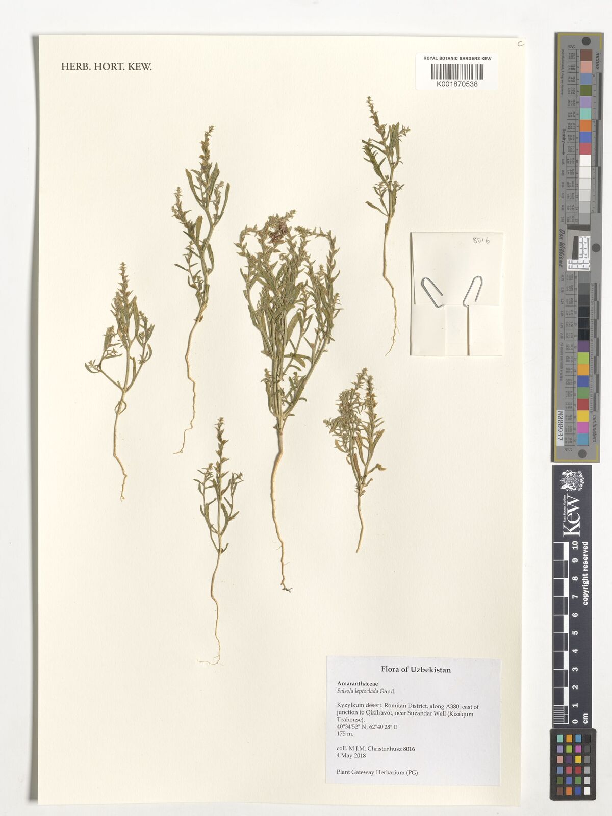 Caroxylon turkestanicum (Litv.) Akhani & Roalson | Plants of the World ...