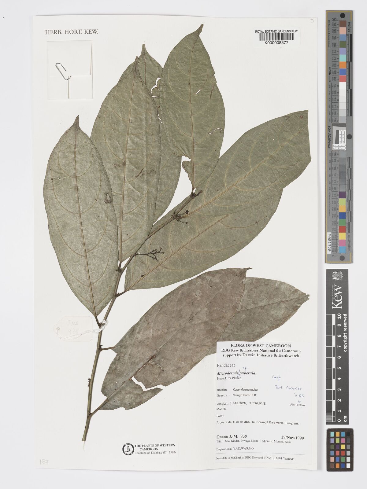 Microdesmis puberula Hook.f. ex Planch. | Plants of the World Online ...