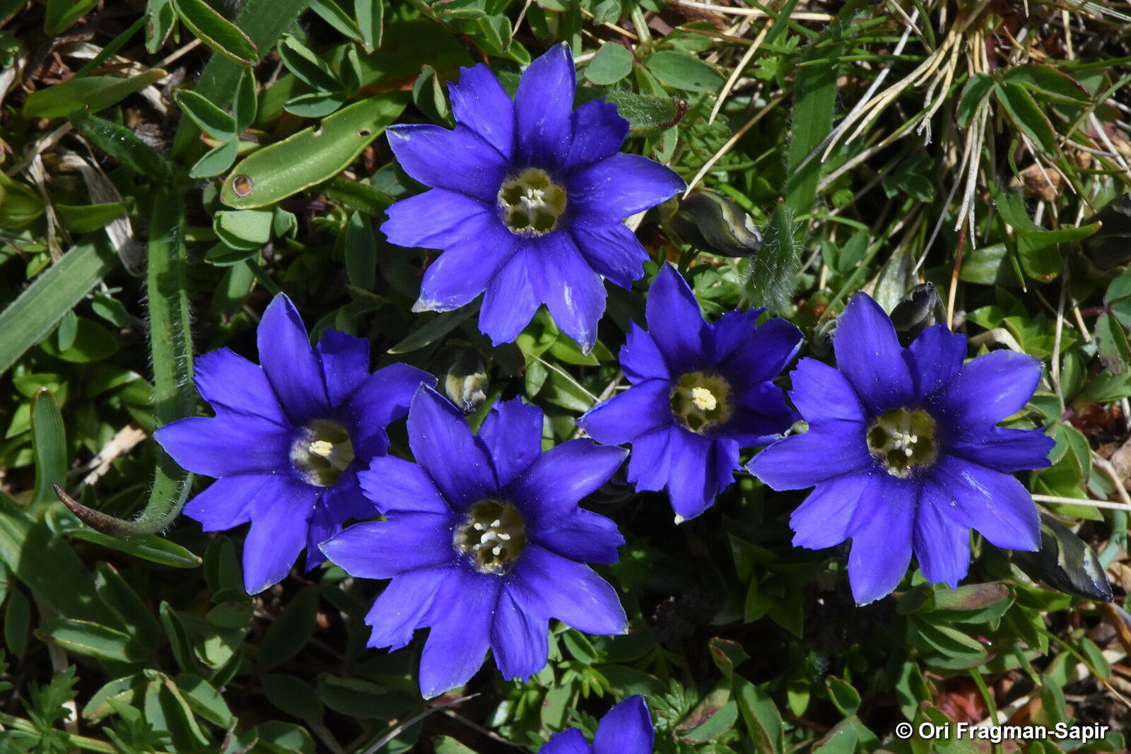 Gentiana dshimilensis K.Koch | Plants of the World Online | Kew Science