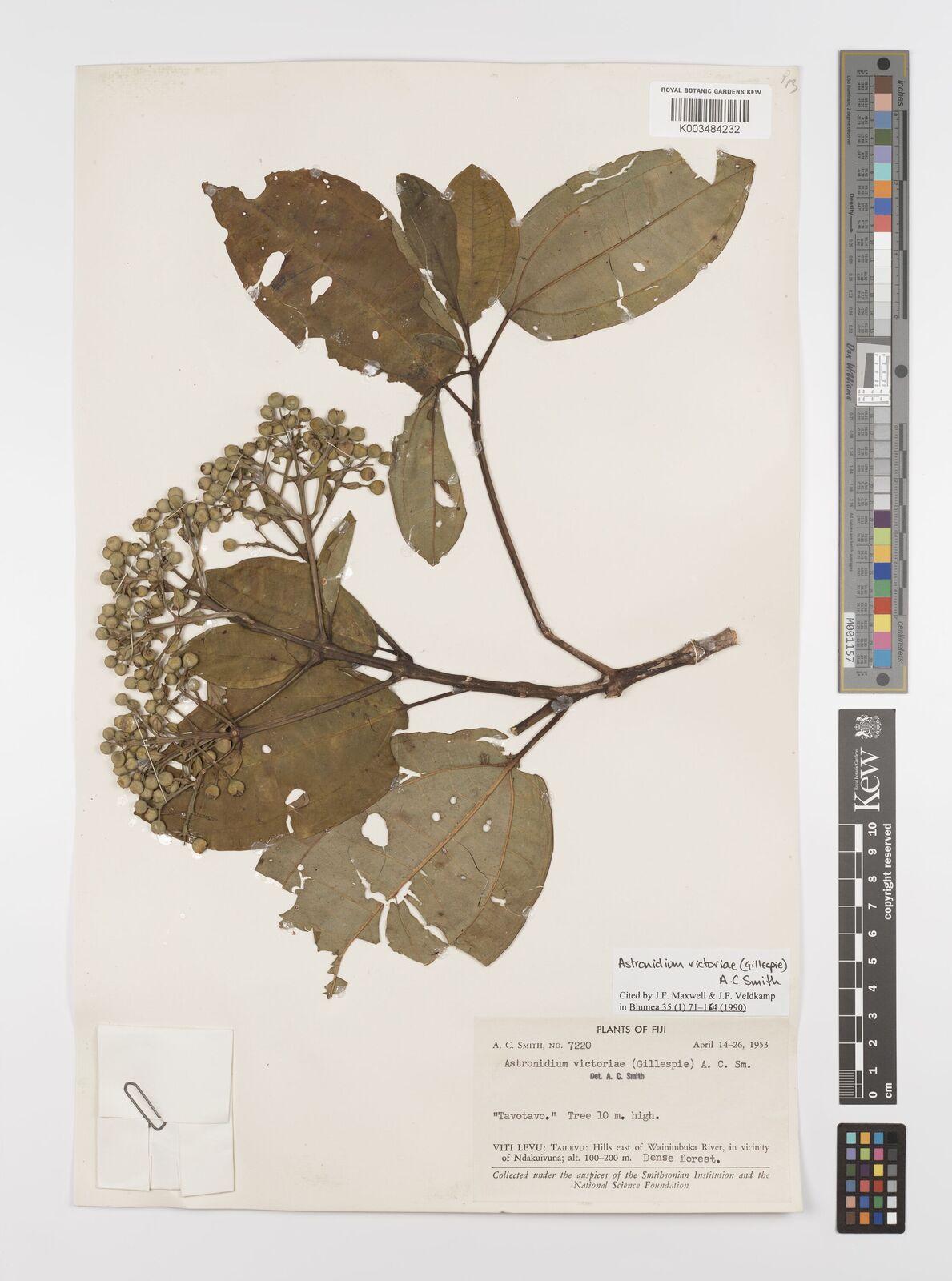 Astronidium A.Gray | Plants of the World Online | Kew Science