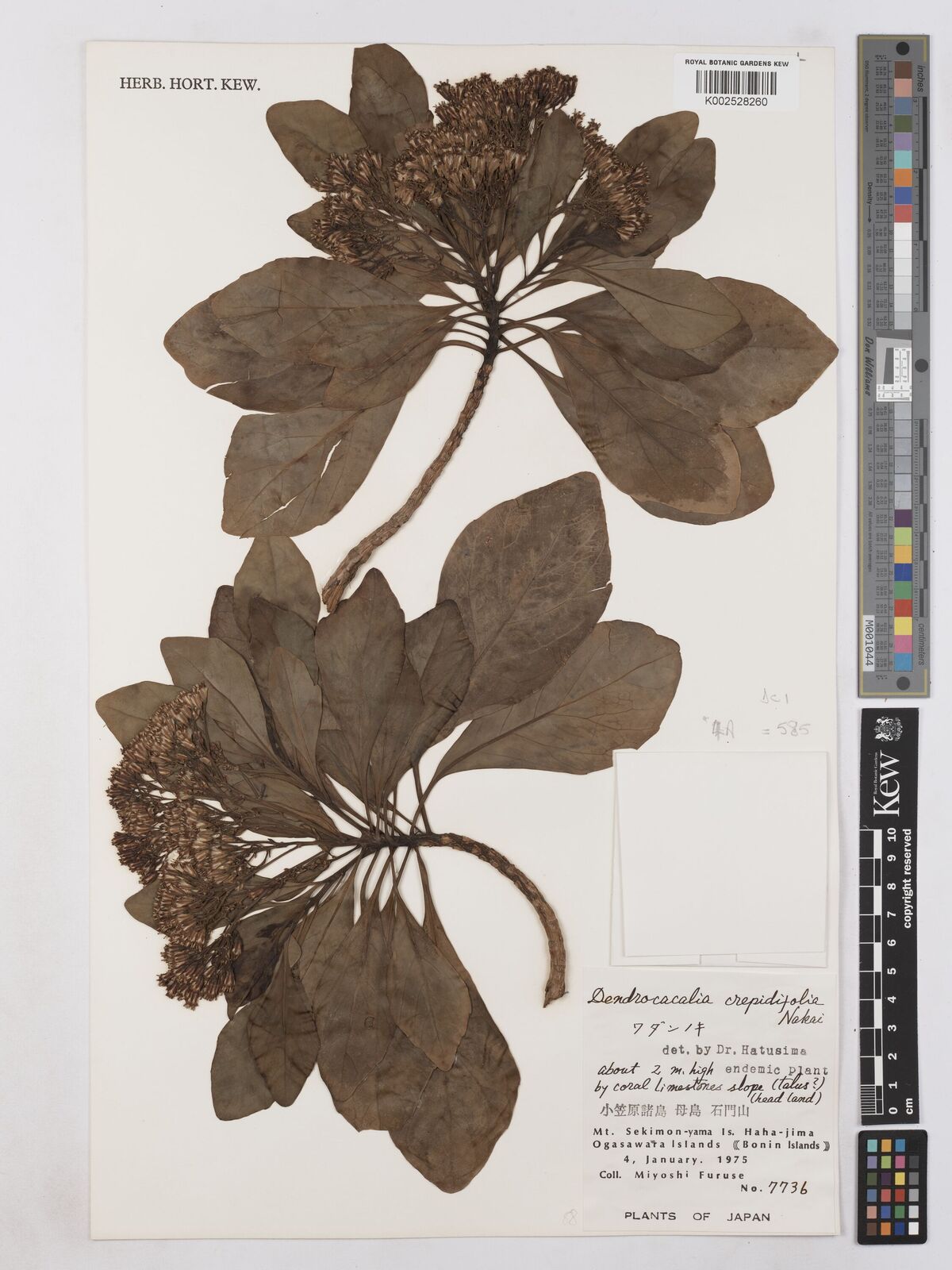 Dendrocacalia (Nakai) Nakai | Plants of the World Online | Kew Science