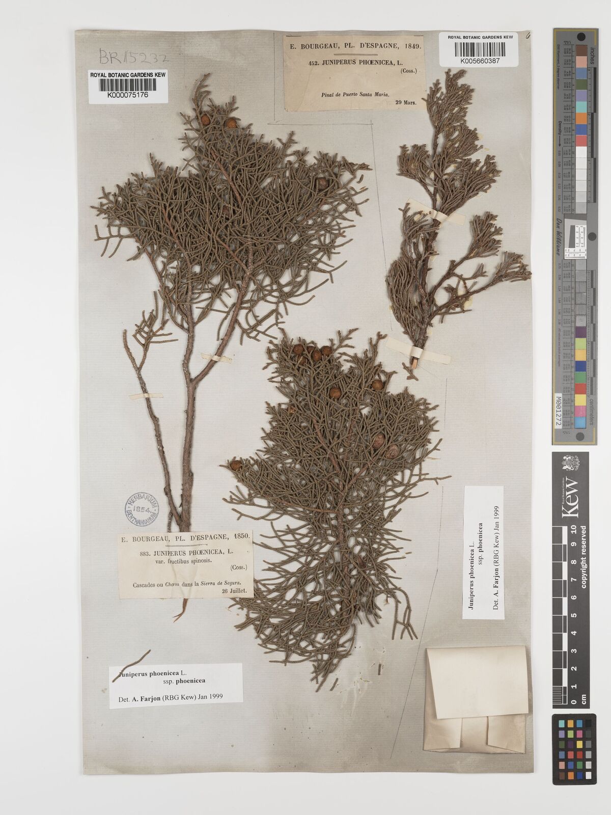 Juniperus phoenicea L. | Plants of the World Online | Kew Science