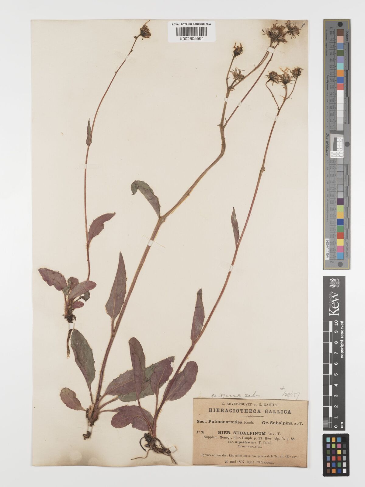 Hieracium onosmoides subsp. buglossoides (Arv.-Touv.) Zahn | Plants of ...
