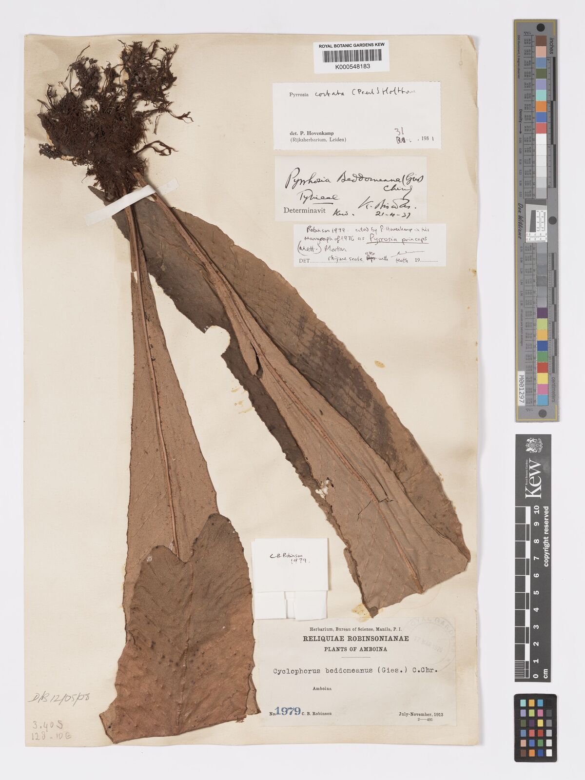 Pyrrosia princeps (Mett.) C.V.Morton | Plants of the World Online | Kew ...