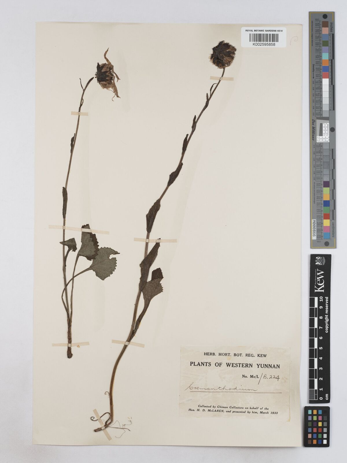 Cremanthodium delavayi Diels ex H.Lév. | Plants of the World Online ...