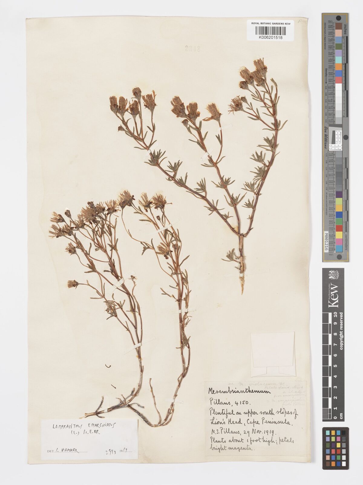 Lampranthus emarginatus (L.) N.E.Br. | Plants of the World Online | Kew ...