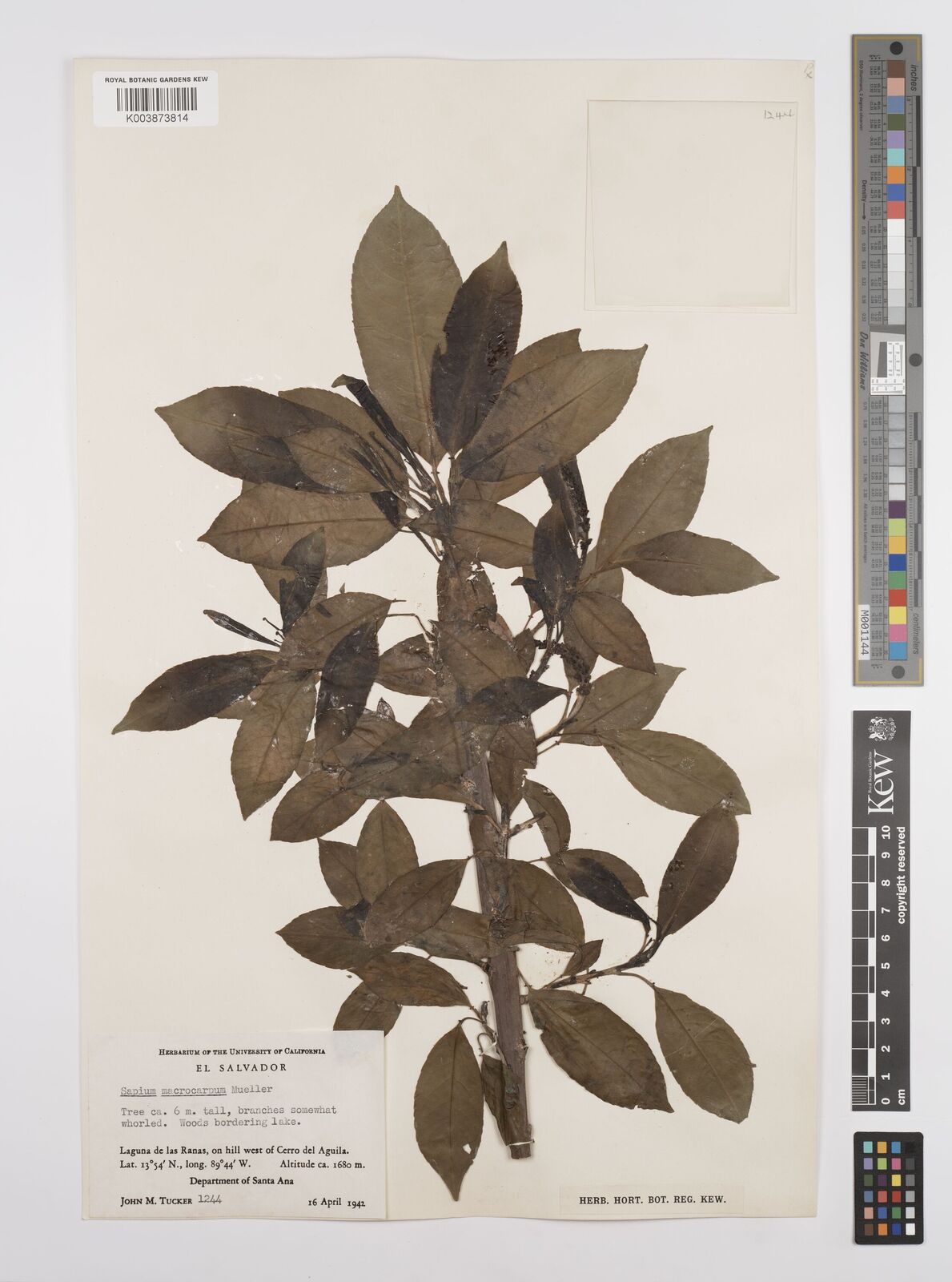 Sapium macrocarpum Müll.Arg. | Plants of the World Online | Kew Science