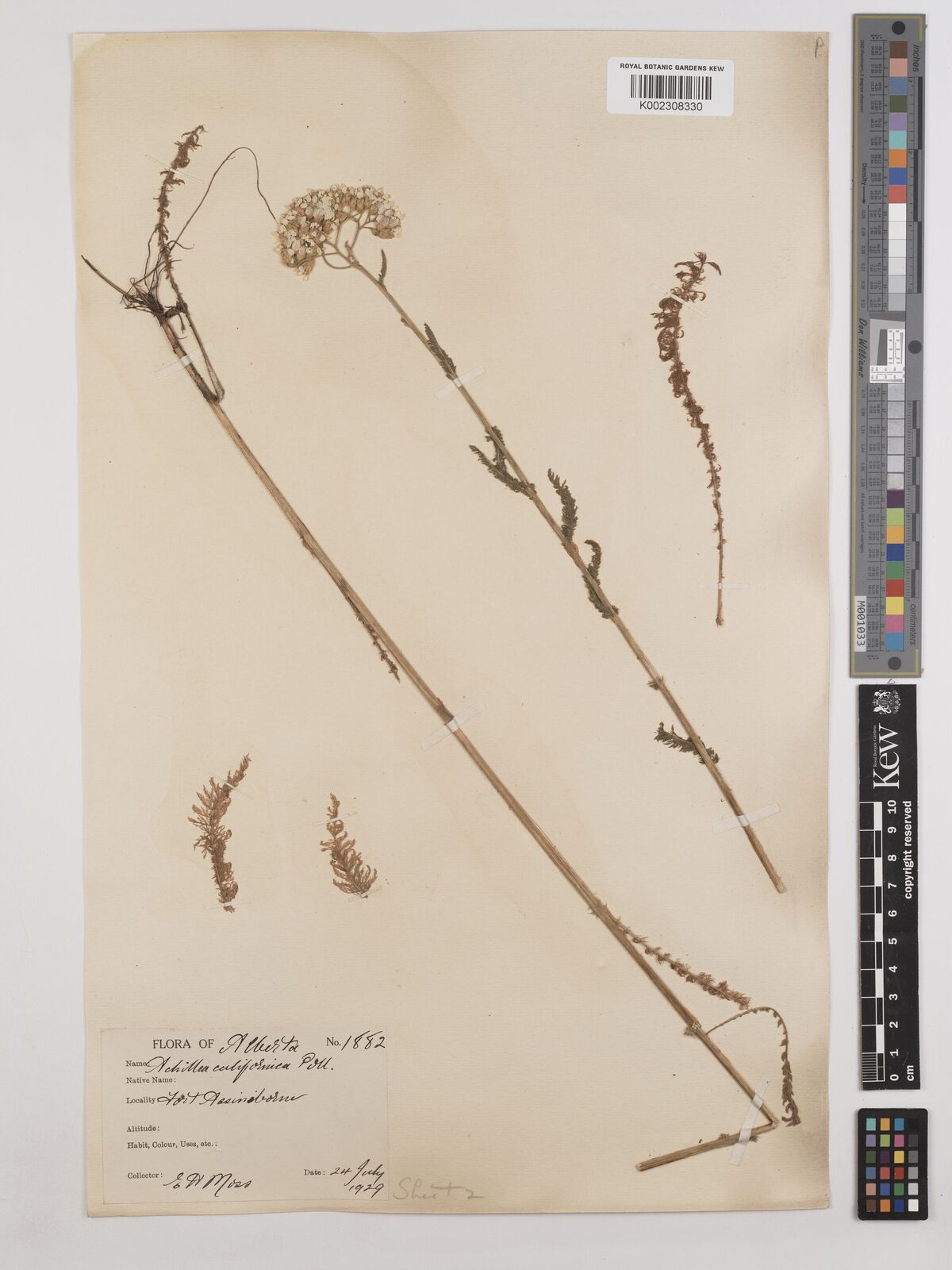 Achillea borealis var. californica (Pollard) J.T.Howell | Plants of the ...