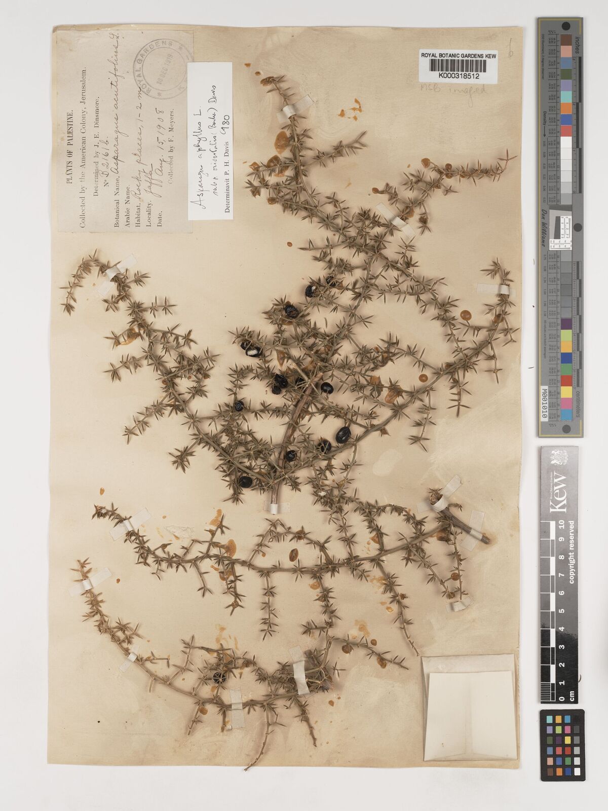 Asparagus aphyllus subsp. orientalis (Baker) P.H.Davis | Plants of the ...