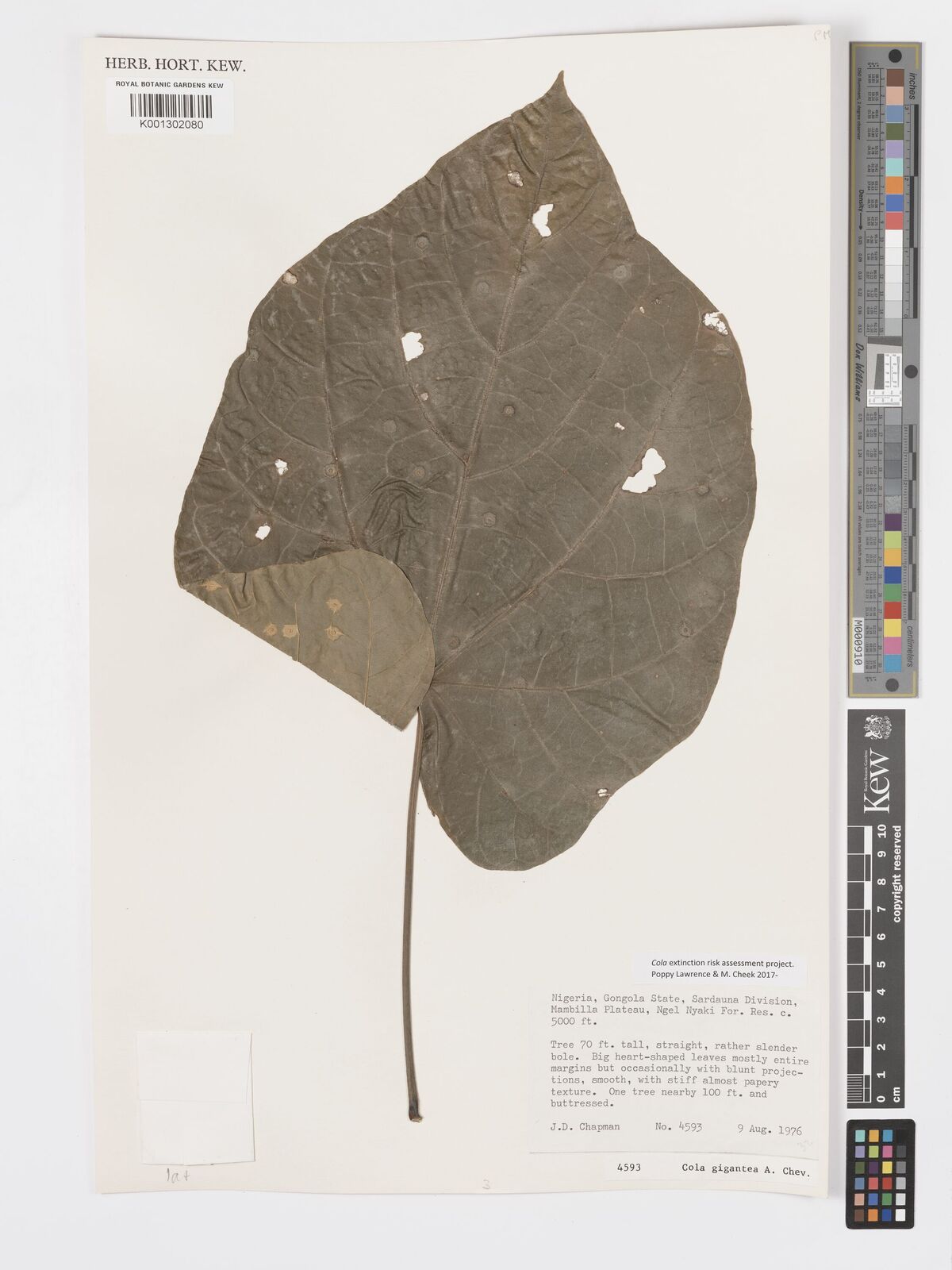 Cola gigantea var. gigantea | Plants of the World Online | Kew Science