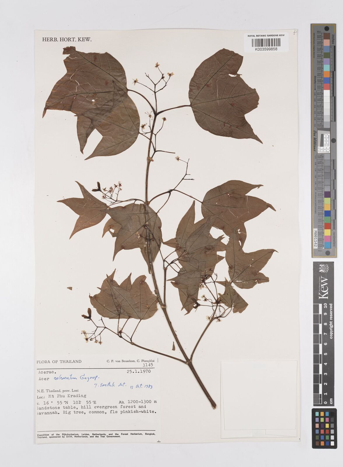 Acer calcaratum Gagnep. | Plants of the World Online | Kew Science