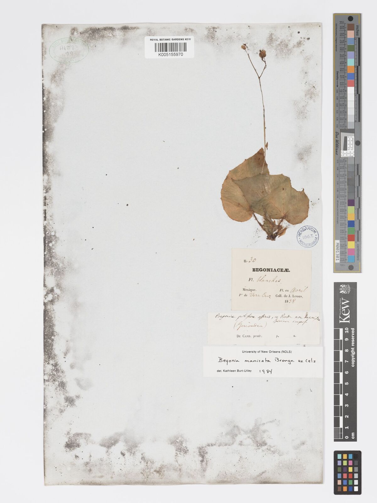 Begonia manicata Brongn. ex J.F.Cels | Plants of the World Online | Kew ...