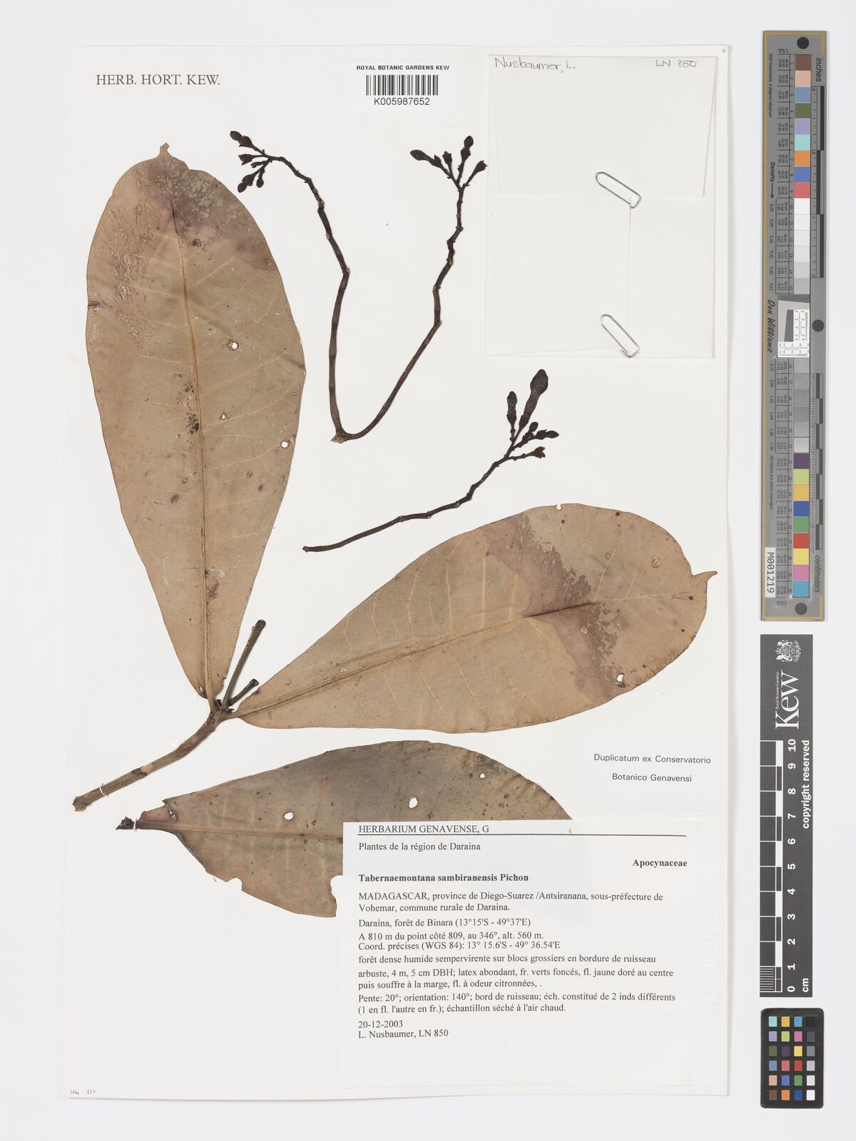 Tabernaemontana sambiranensis Pichon | Plants of the World Online | Kew ...