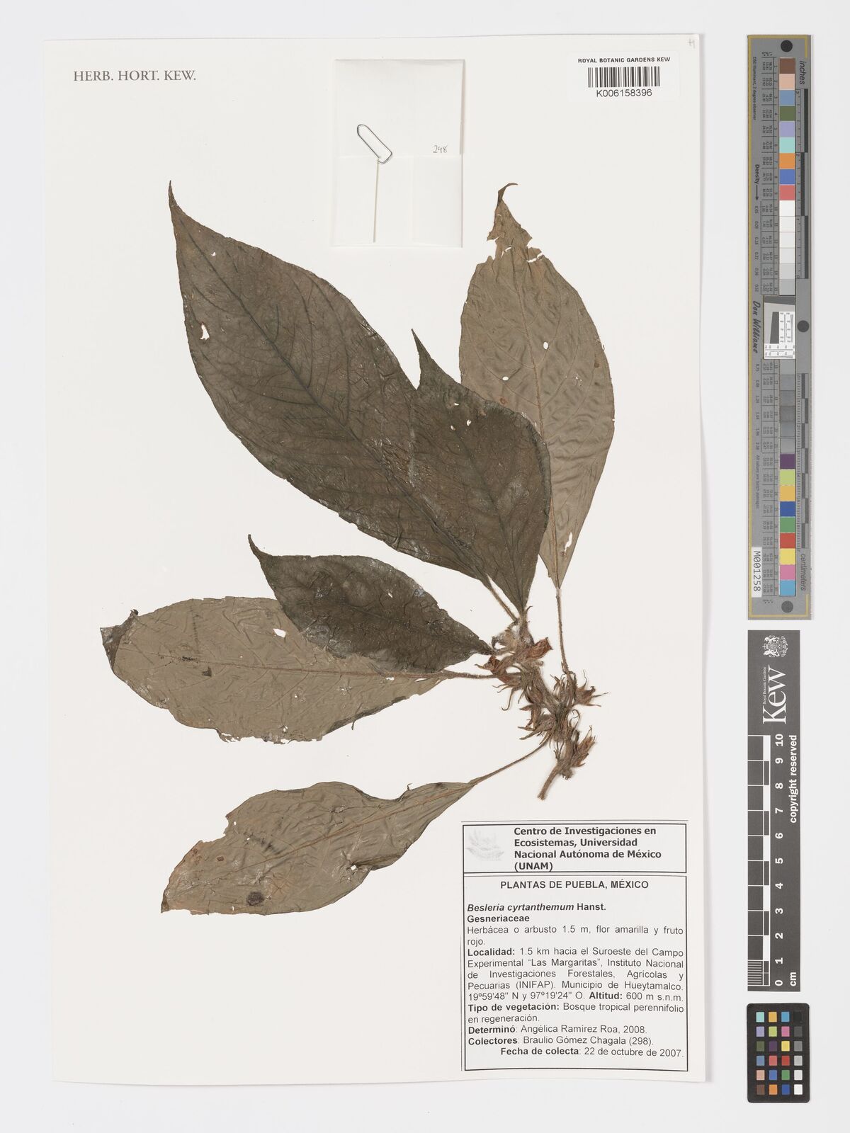 Besleria cyrtanthemum Hanst. | Plants of the World Online | Kew Science