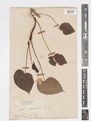 Begonia venusta King | Plants of the World Online | Kew Science