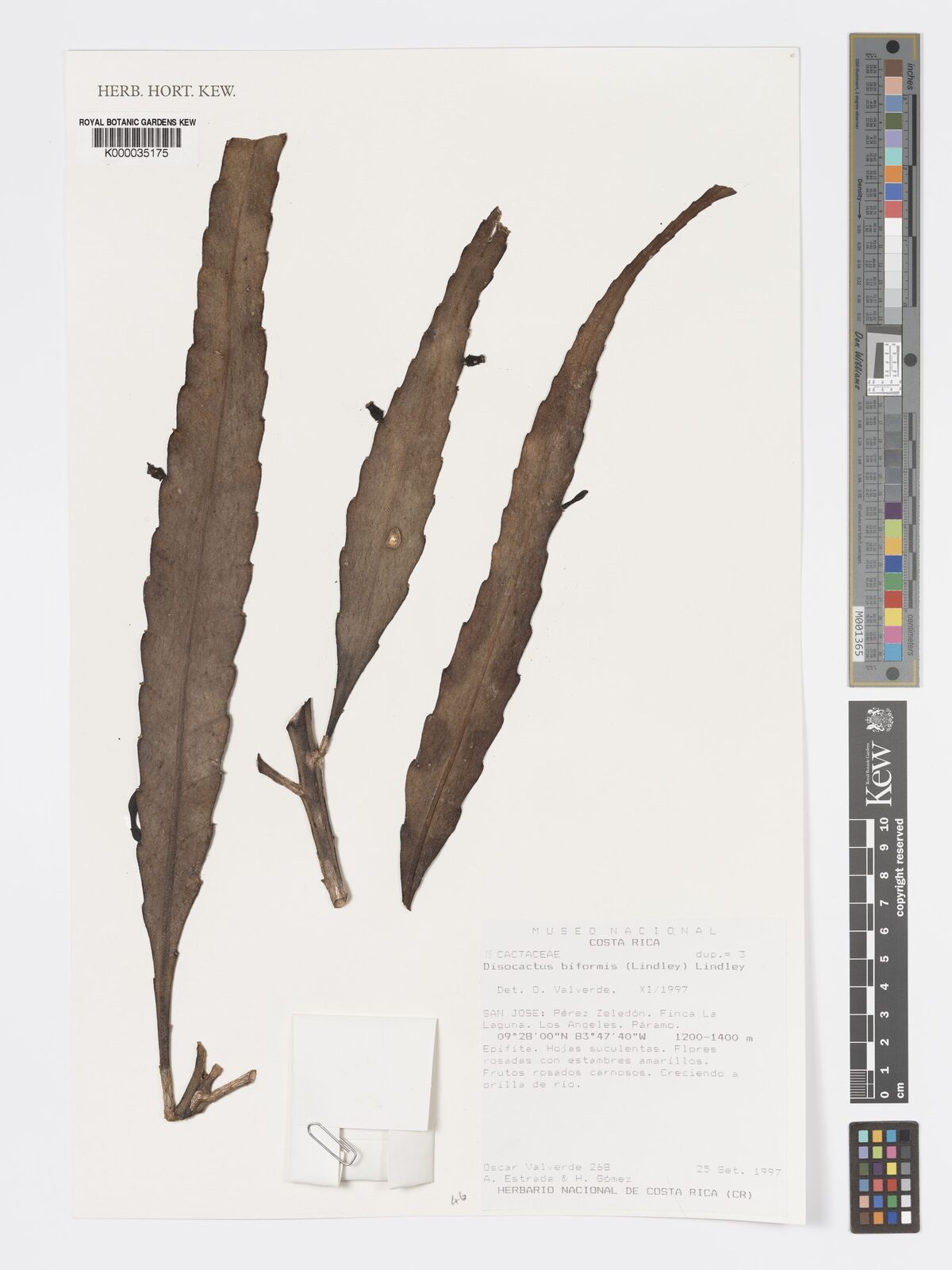 Disocactus biformis (Lindl.) Lindl. | Plants of the World Online | Kew ...