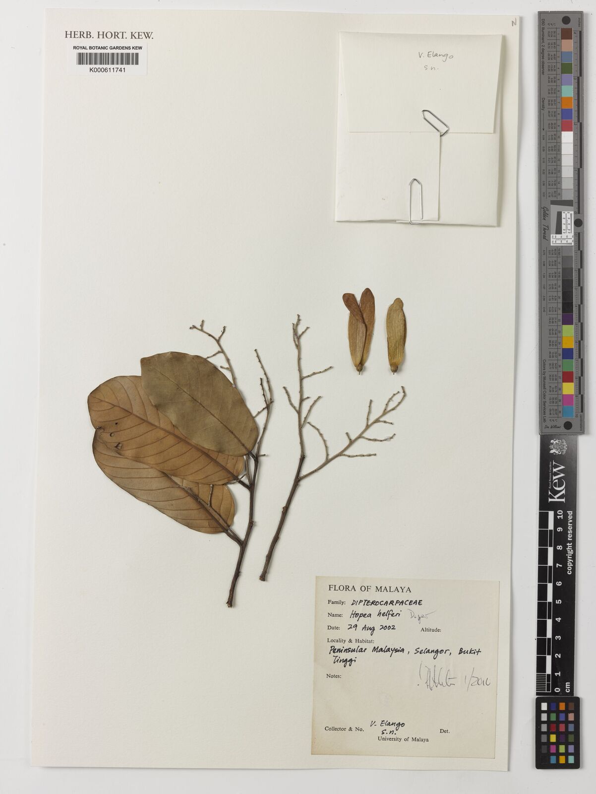 Hopea helferi (Dyer) Brandis | Plants of the World Online | Kew Science