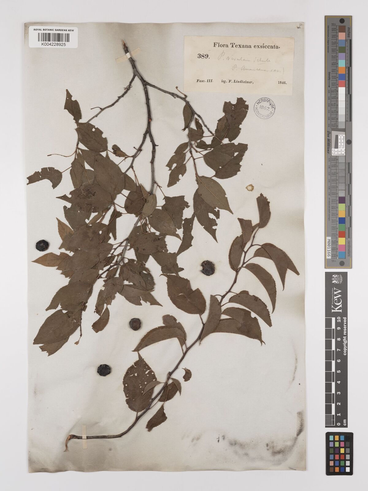 Prunus rivularis Scheele | Plants of the World Online | Kew Science