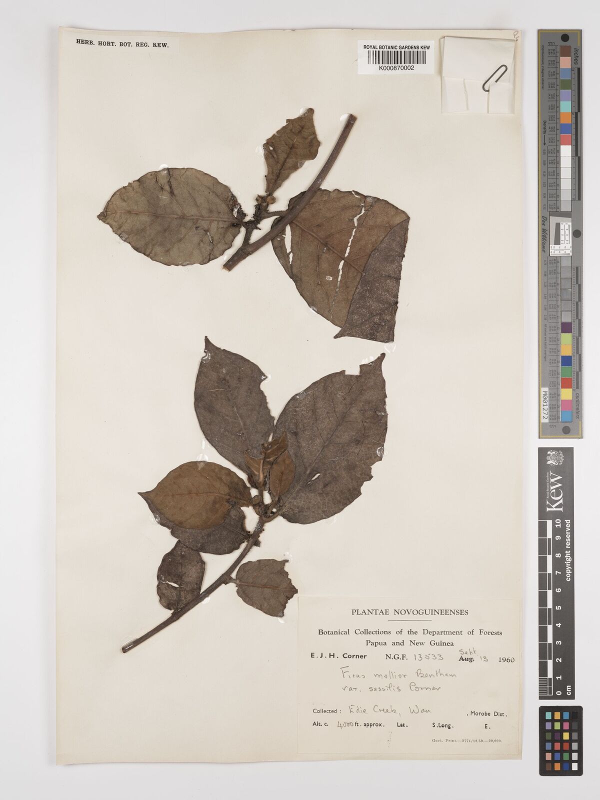Ficus mollior F.Muell. ex Benth. | Plants of the World Online | Kew Science