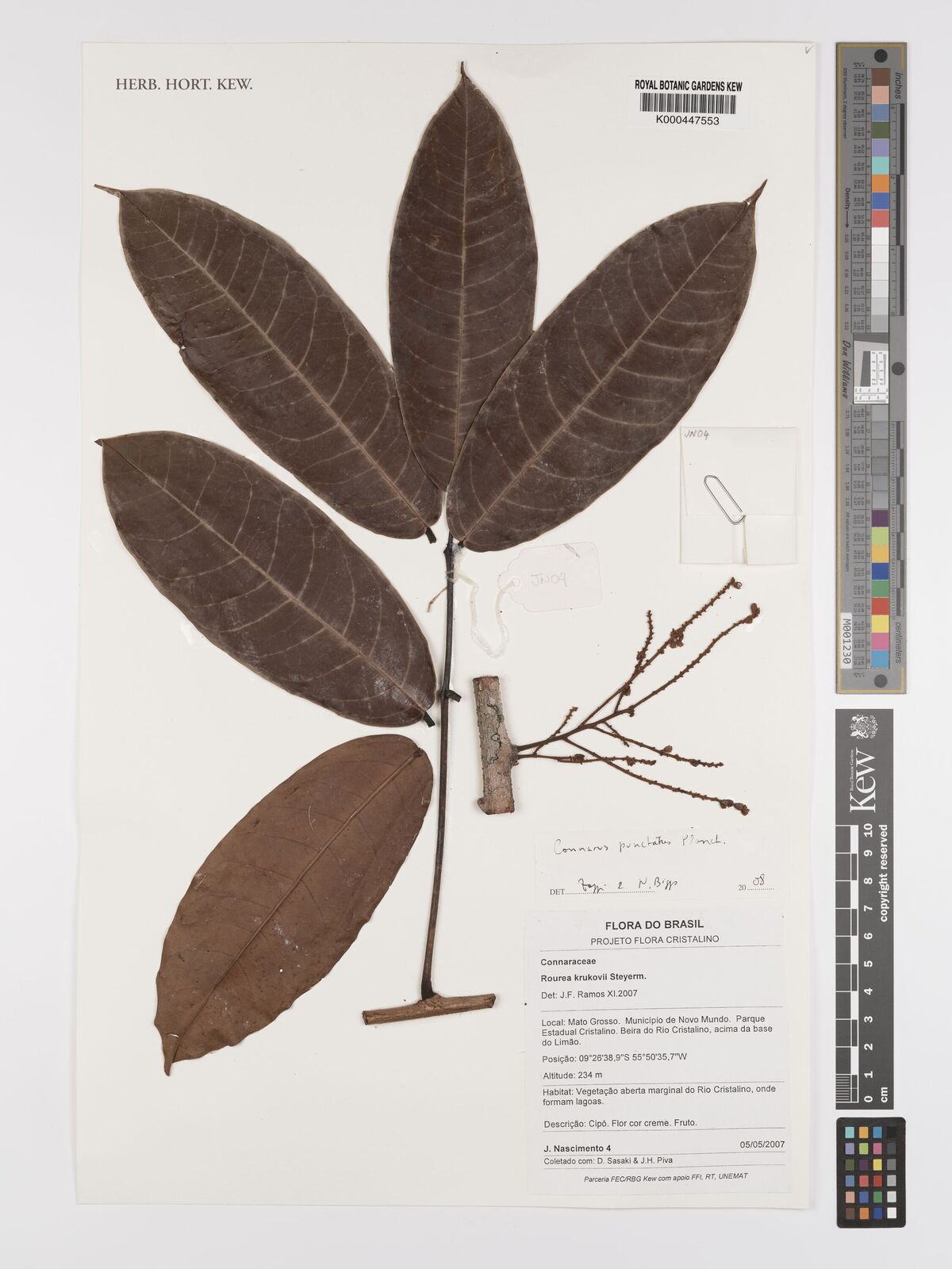 Connarus punctatus Planch. | Plants of the World Online | Kew Science