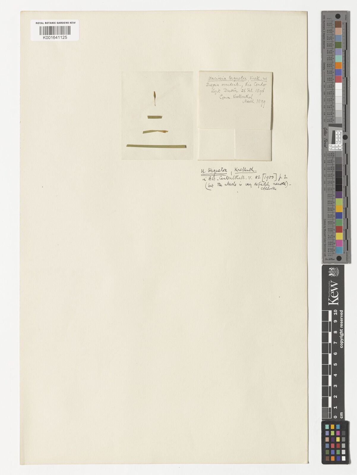 Carex triangula J.R.Starr | Plants of the World Online | Kew Science