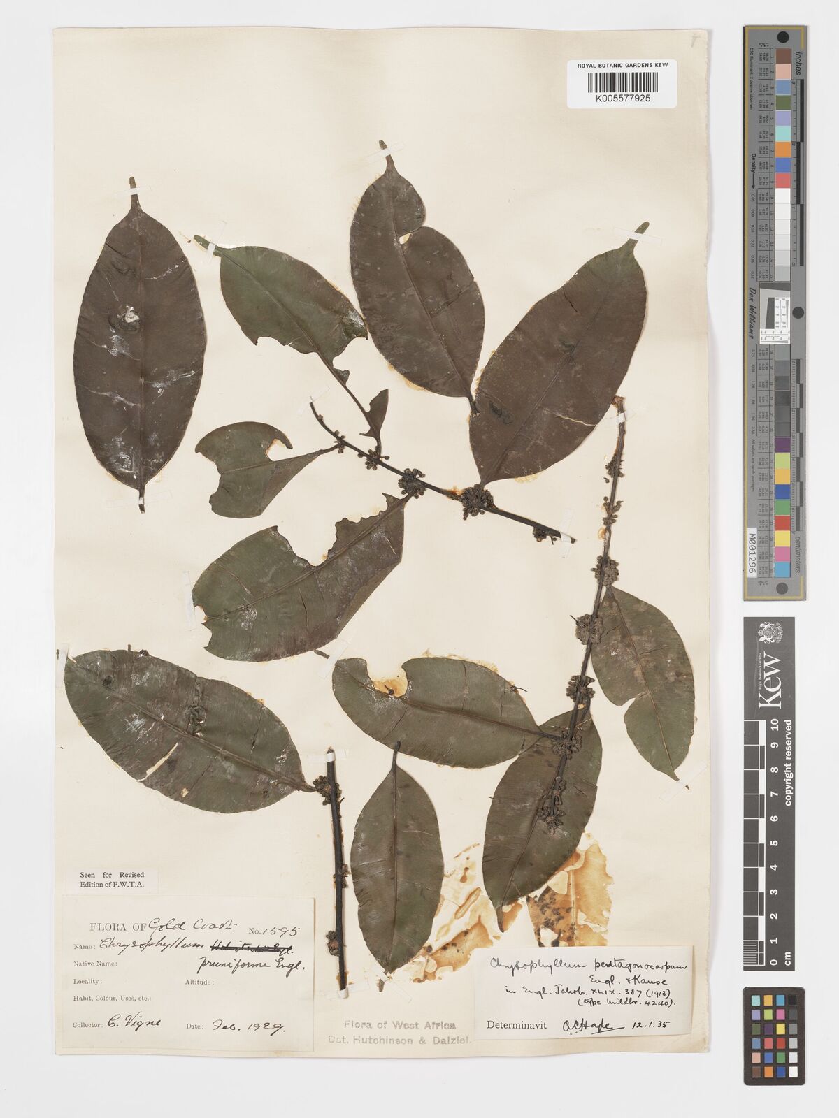 Donella ubangiensis (De Wild.) Aubrév. | Plants of the World Online ...