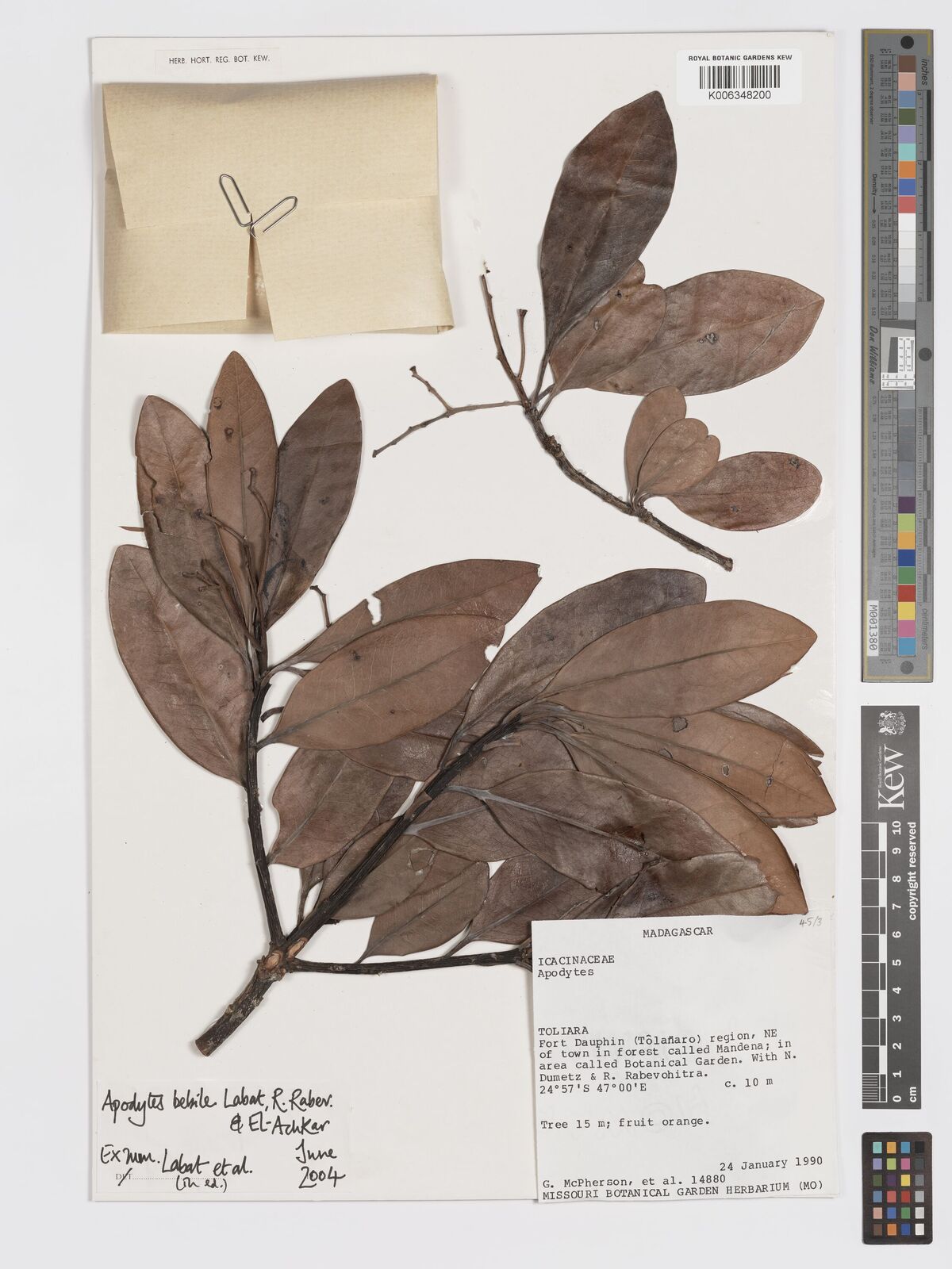 Apodytes bebile Labat, R.Rabev. & El-Achkar | Plants of the World ...
