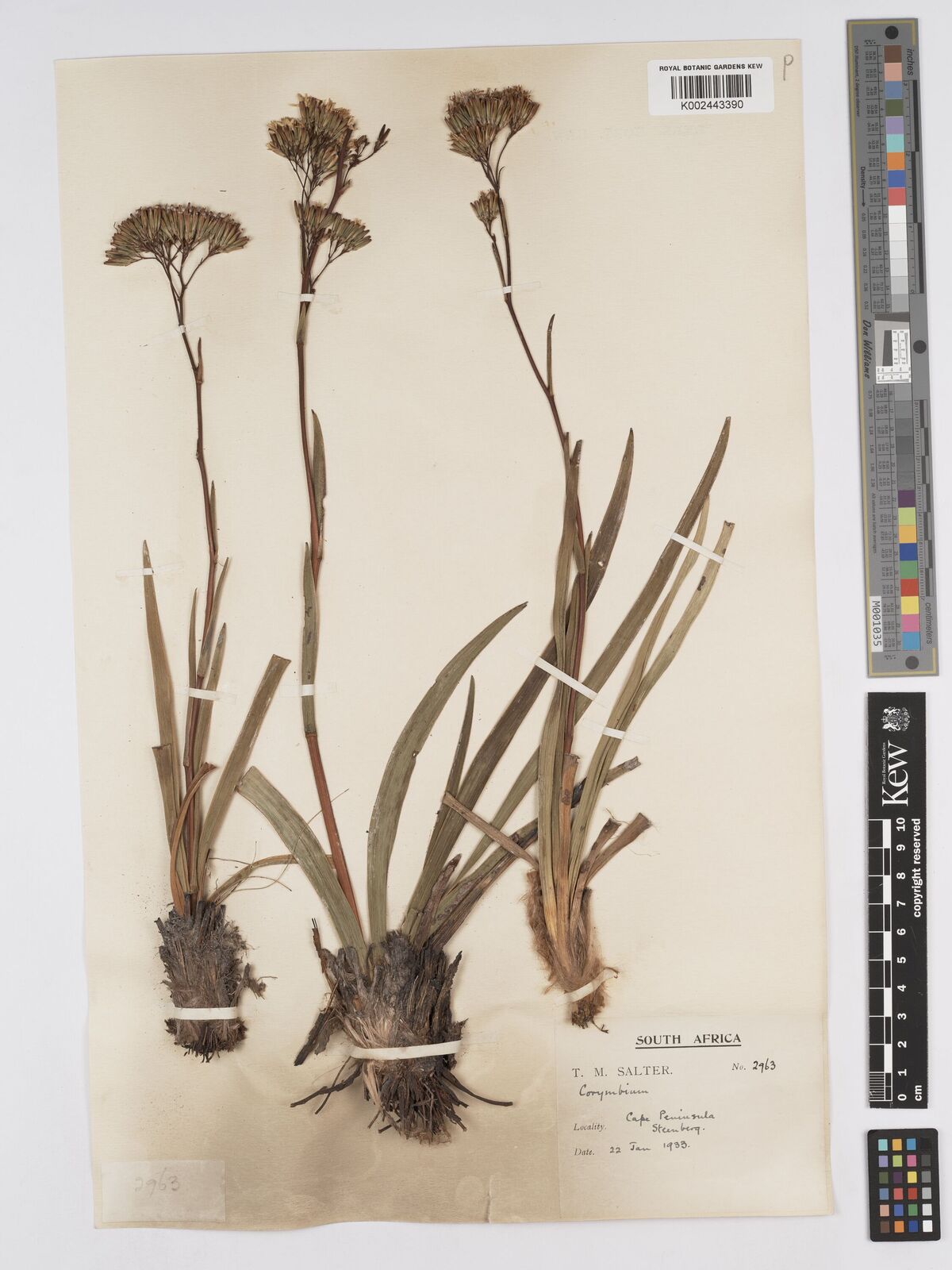 Corymbium enerve Markötter | Plants of the World Online | Kew Science